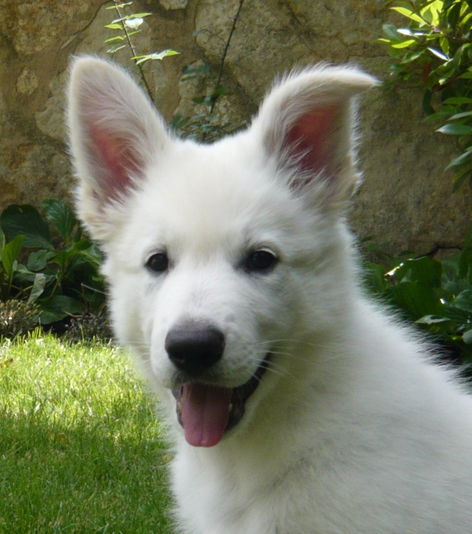 Éducation du chiot – Éducation canine et comportement canin – Dijon 21